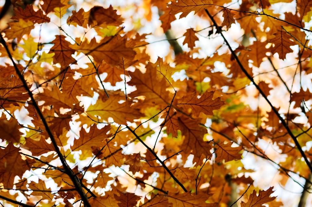Save The Oaks – A radical act of love