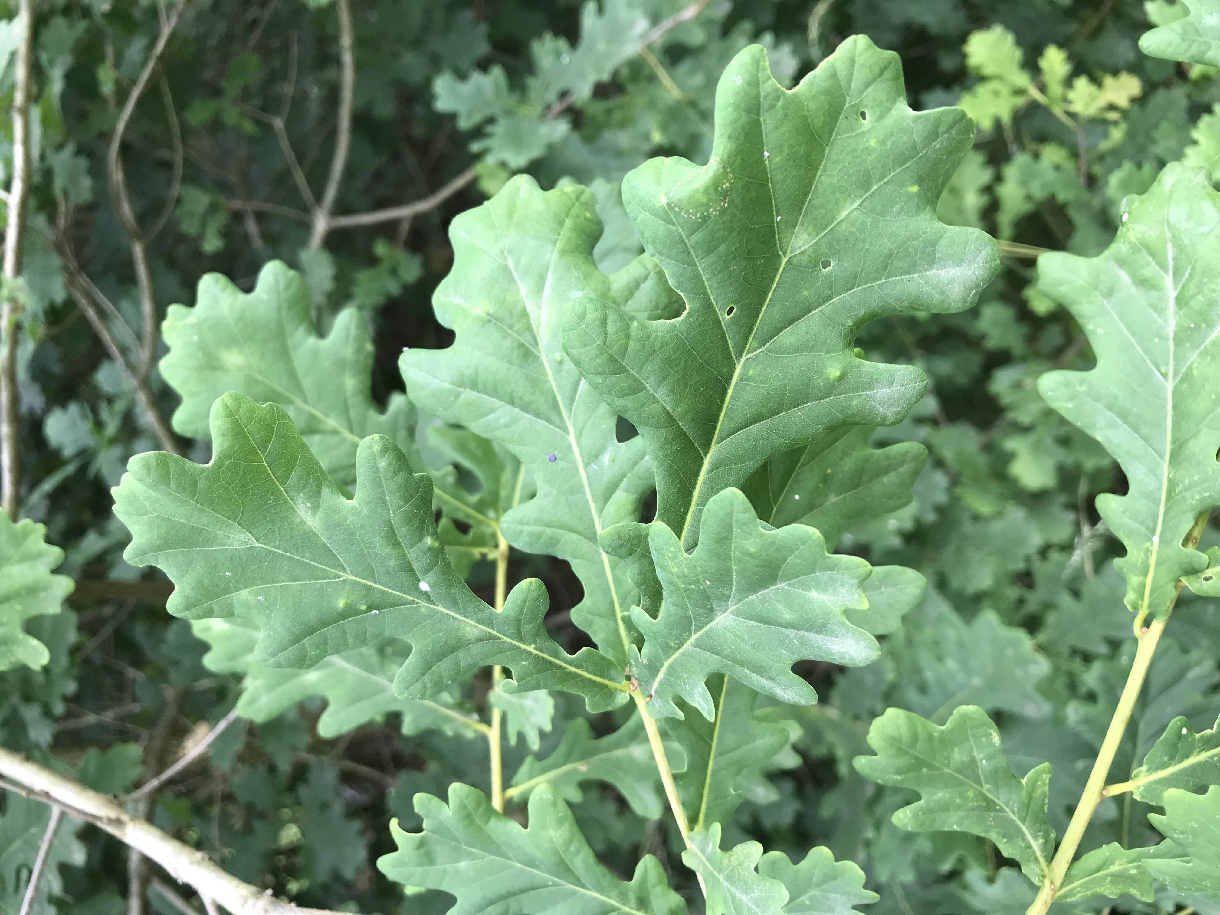 STO NATIONAL TREE WEEK POST – APPEAL FOR IMAGES OF THE SAPLINGS YOU ...